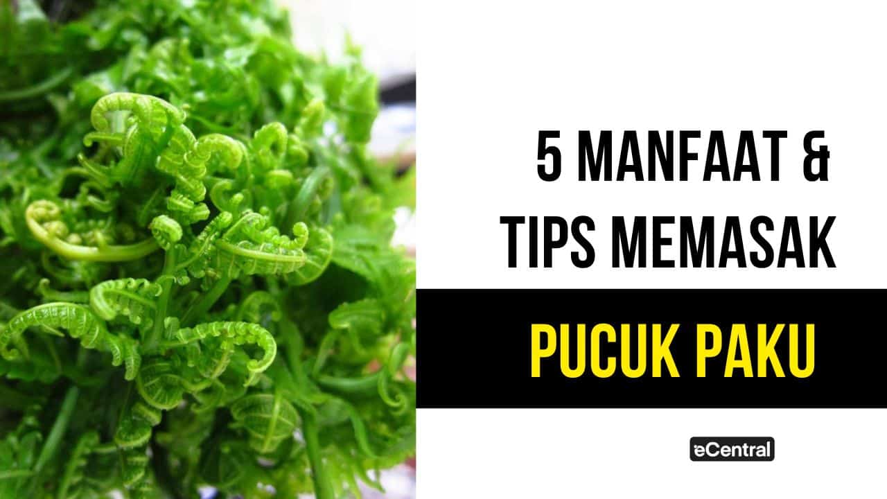 Pucuk Paku Punca Badan "Berangin"? Ini Jawapannya