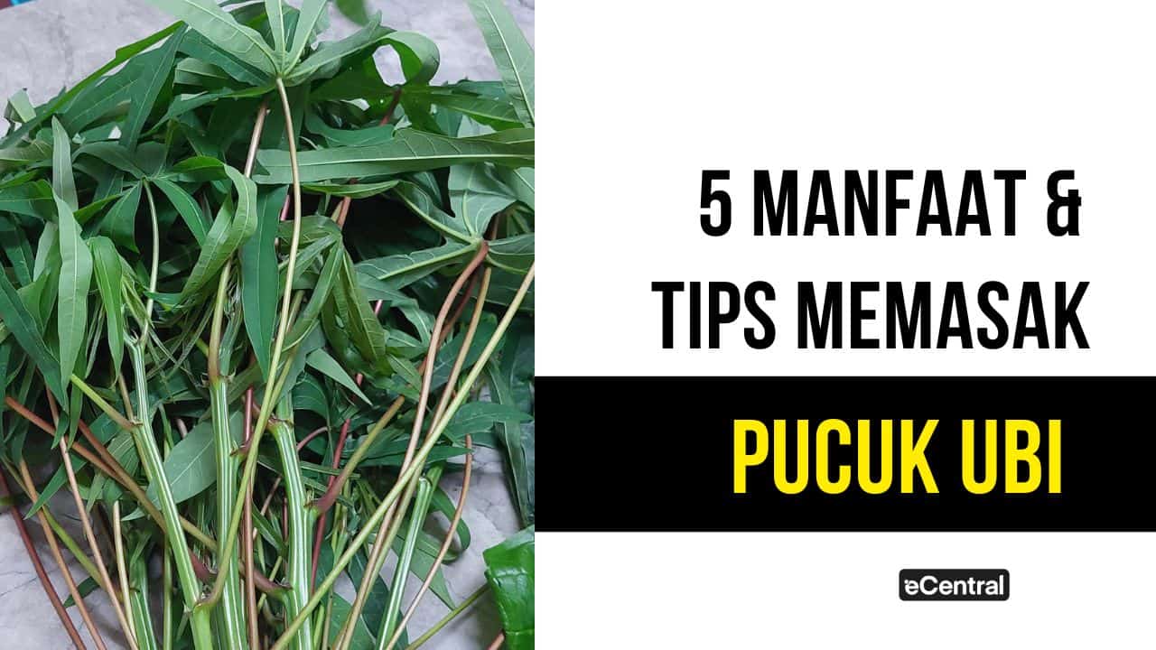 Pucuk Ubi: Jenis, Khasiat Kesihatan & Cara Memasak Pucuk Ubi: Jenis, Khasiat Kesihatan & Cara Memasak