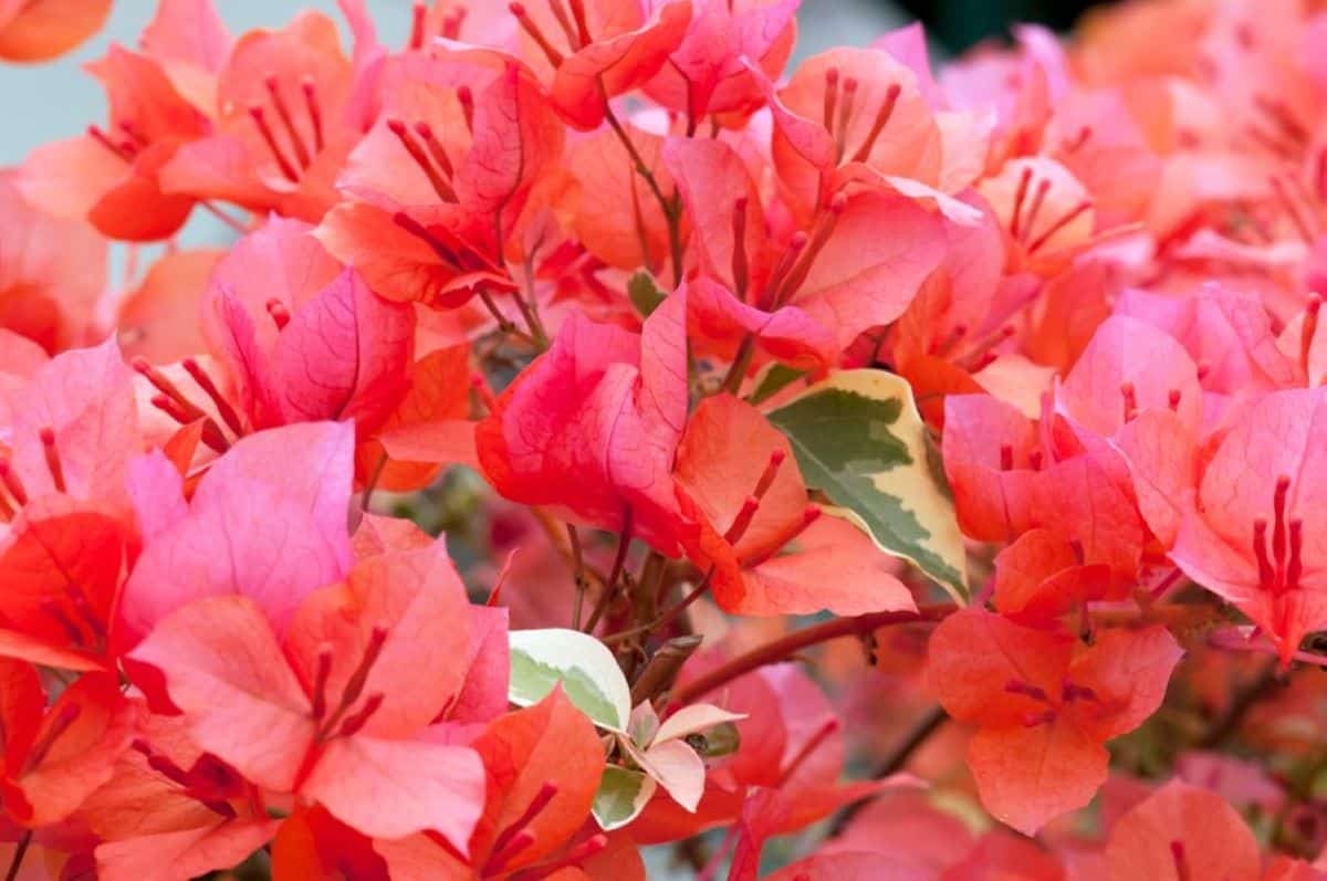 Bunga Kertas : Nama Saintifik dan Manfaatnya Untuk Kesihatan