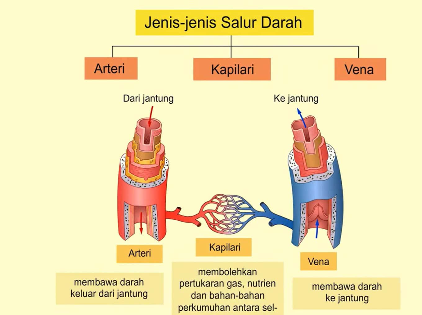 Sistem Peredaran Darah : Fungsi, Komponen dan Proses